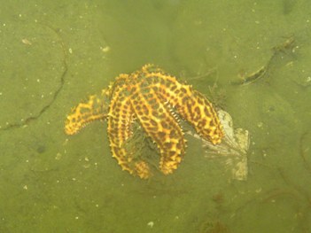 Uniophora granifera